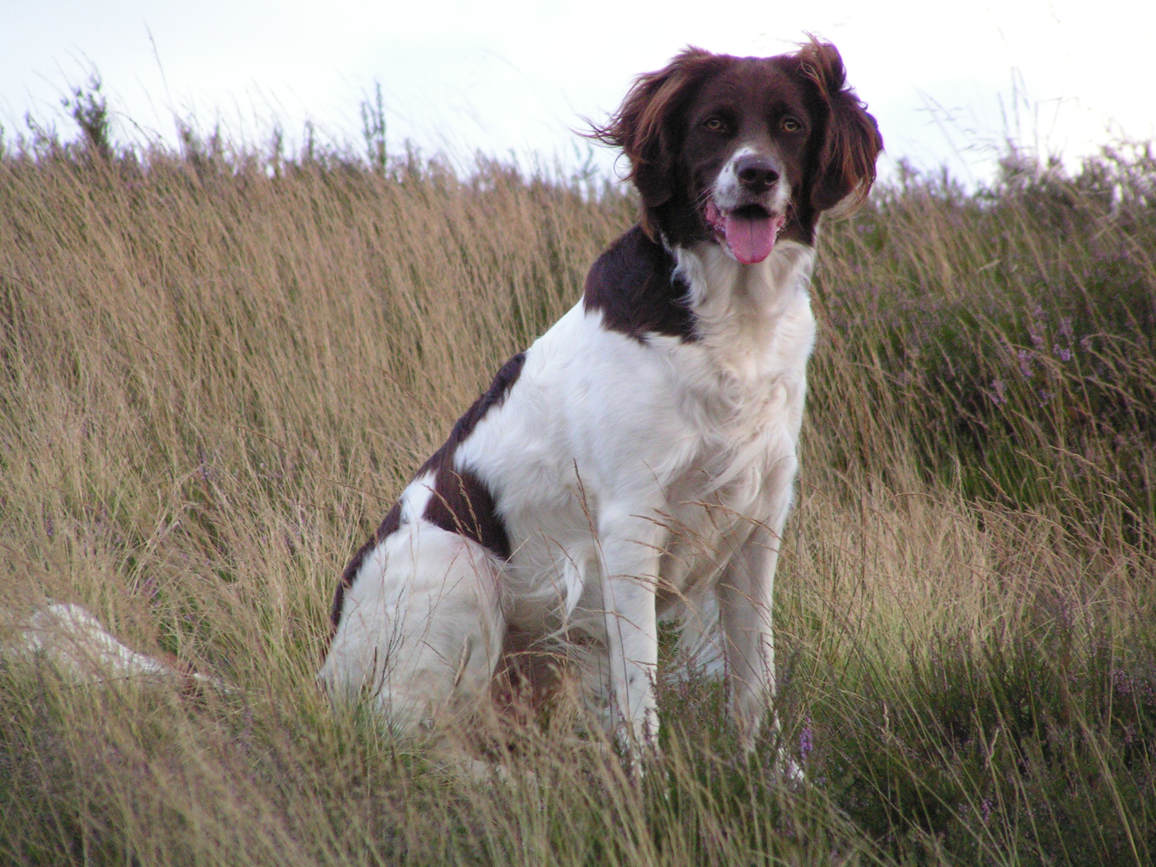 Het karakter van de Drentsche Patrijshond